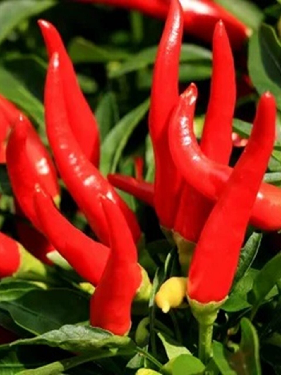 Семена Острый перец Purple Cayenne (фиолетовый Каенский), 10 семян