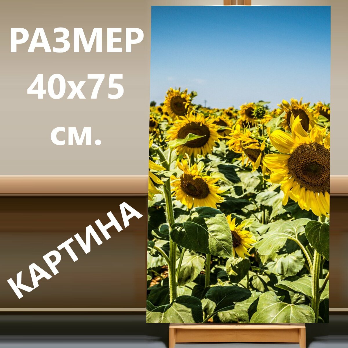 Картина на холсте "Подсолнухи, цветы, подсолнечник" на подрамнике 75х40 см. для интерьера
