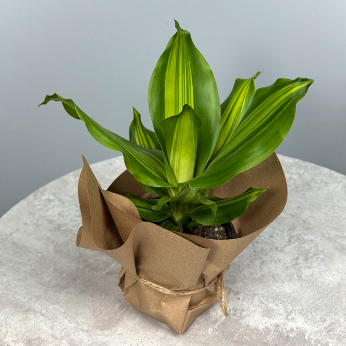 В стильной упаковке. «365 Поводов» - живые цветы с доставкой