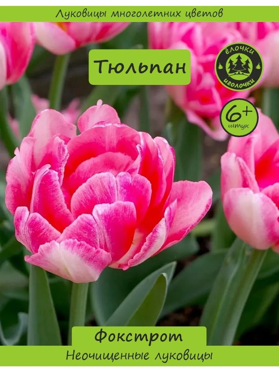 Тюльпан Луковица, Фокстрот, 6+ шт