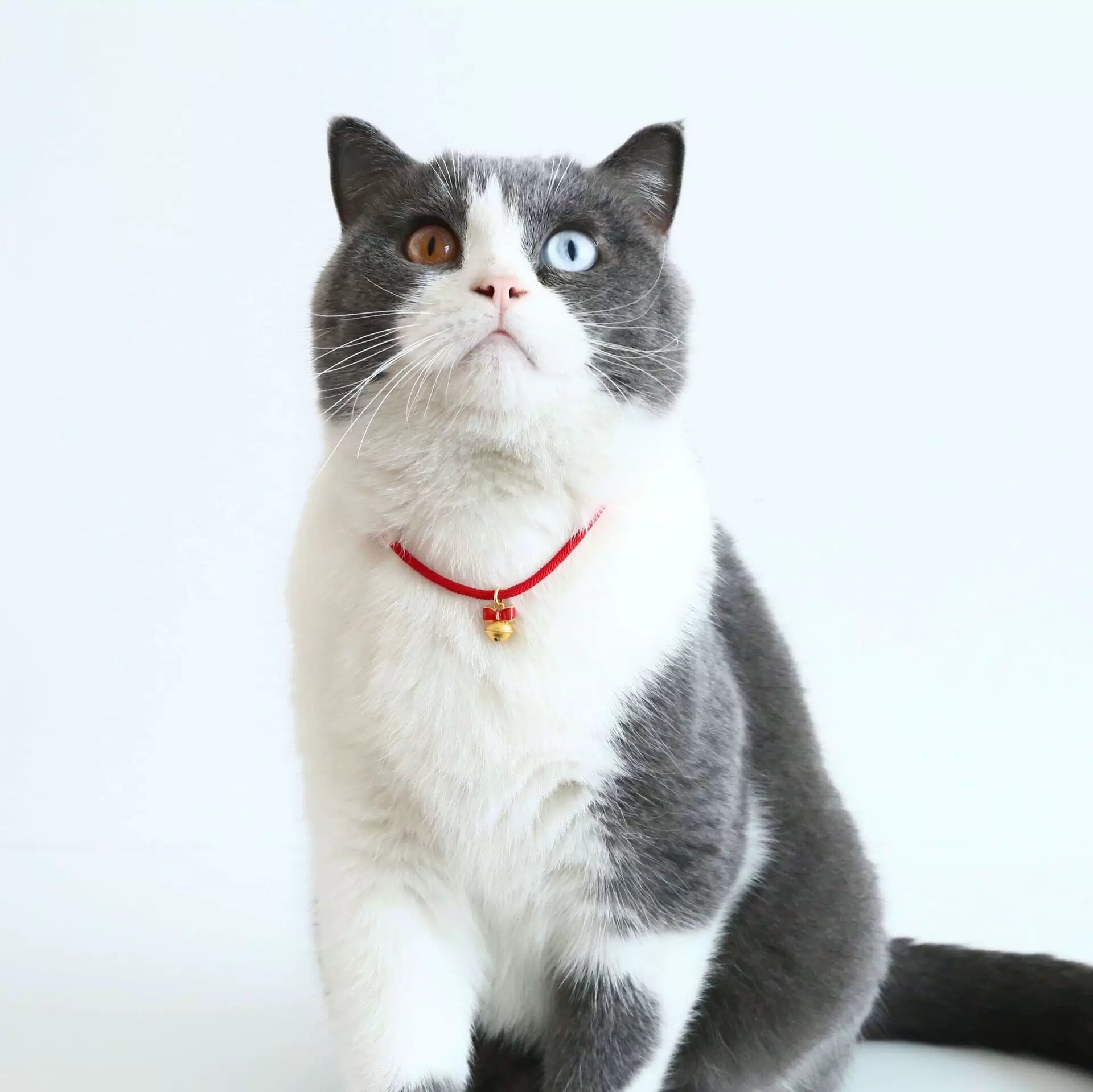 Ошейник для кошки с колокольчиком и гравировкой имени, ошейник для собаки с колокольчиком, плетеный ошейник ручной