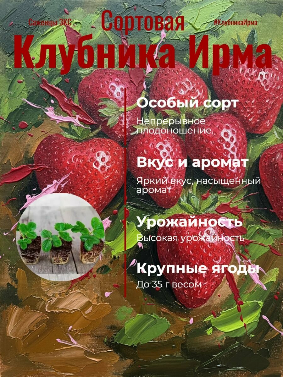 Саженцы клубники Ирма 10 ШТ с Закрытой корневой системой
