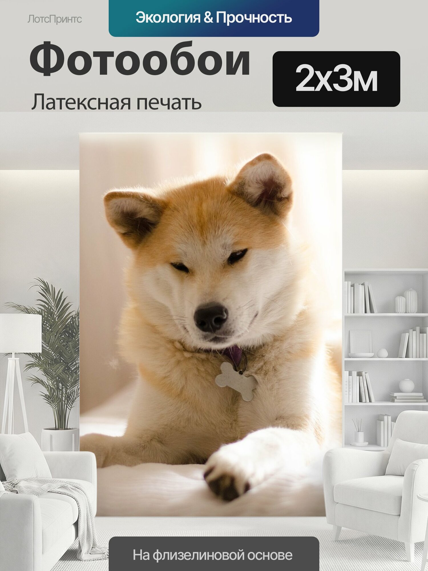 Фотообои моющиеся ударопрочные "Собака, акита, акита-ину" 200x300 см. латексная печать