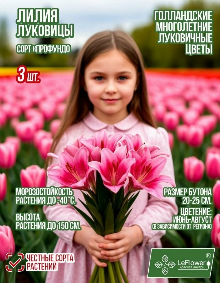 Лилия Луковица, Профундо, 3 шт