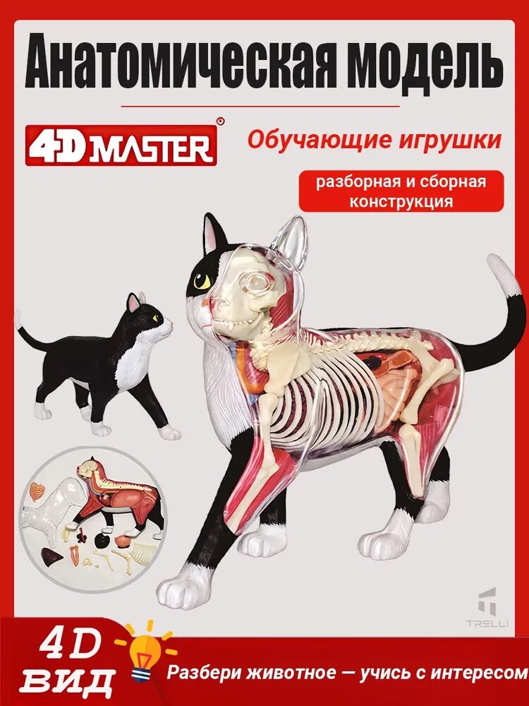 Обучающие игрушки, анатомия животных для детей, сборная 4D модель животного
