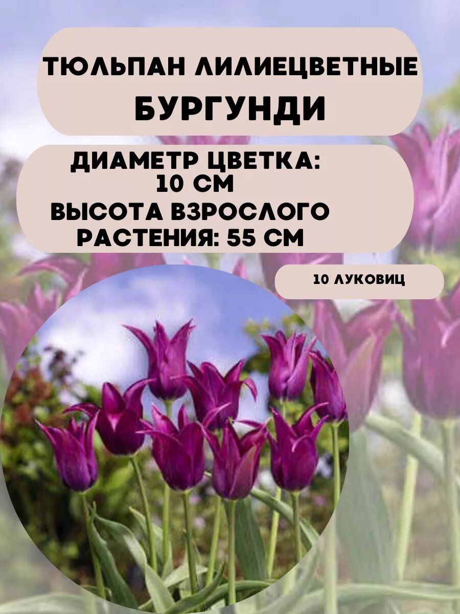 Тюльпан махровый попугайный триумф