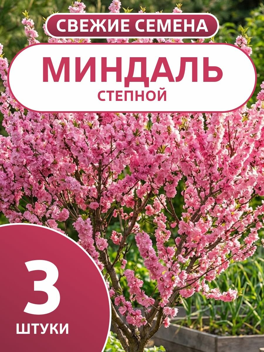 Миндальное дерево, семена для выращивания 3 шт