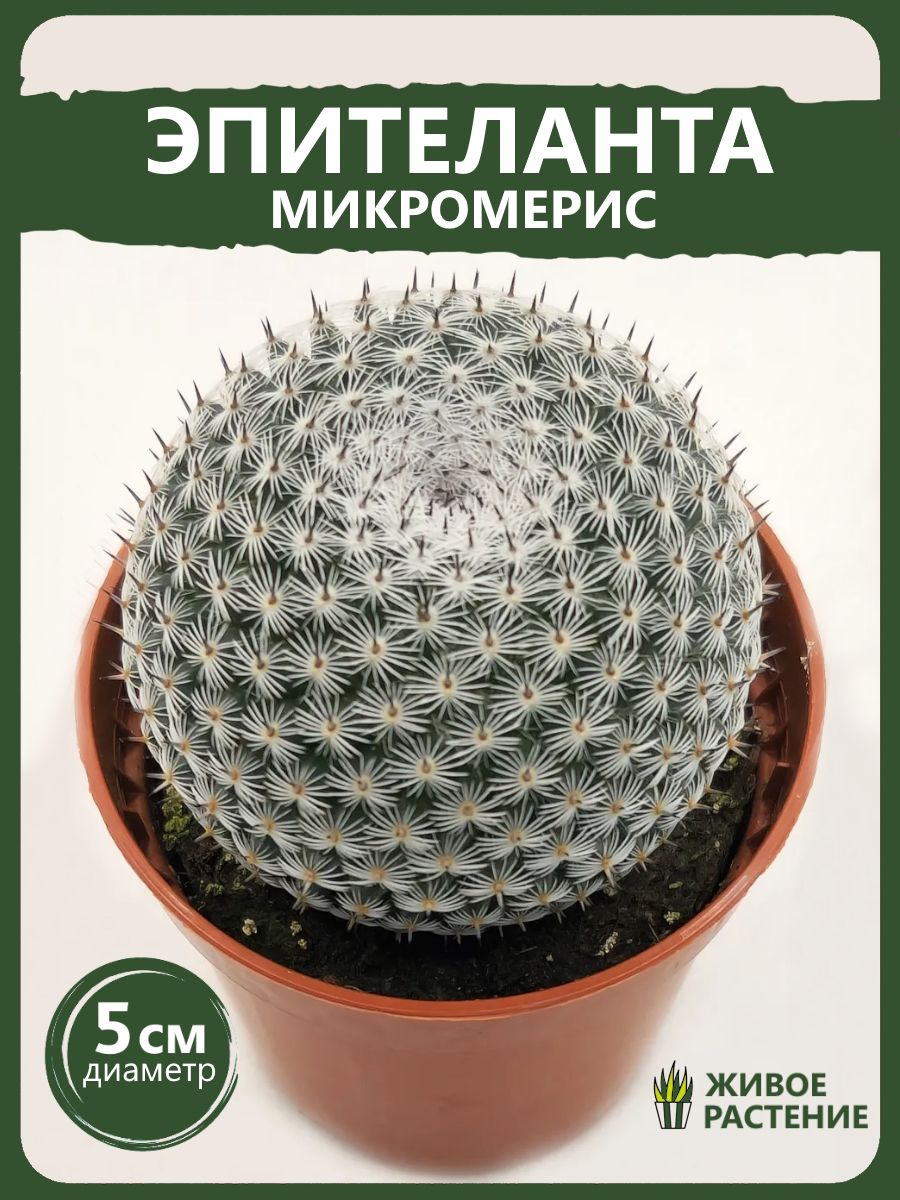 Кактус Эпителанта Микромерис (Маломерная) живой, D-5