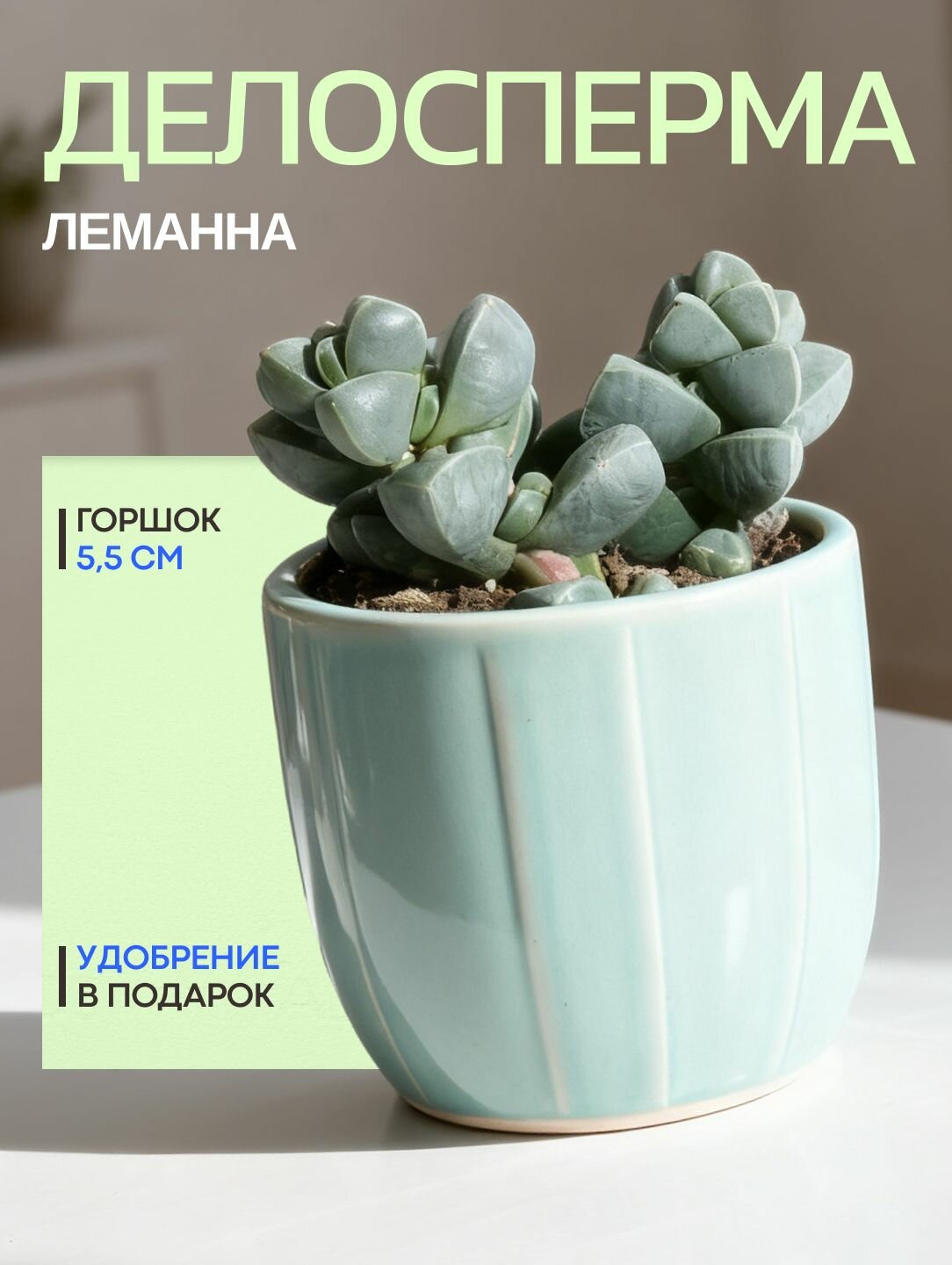 Делосперма Леманна комнатный цветок в горшке живой