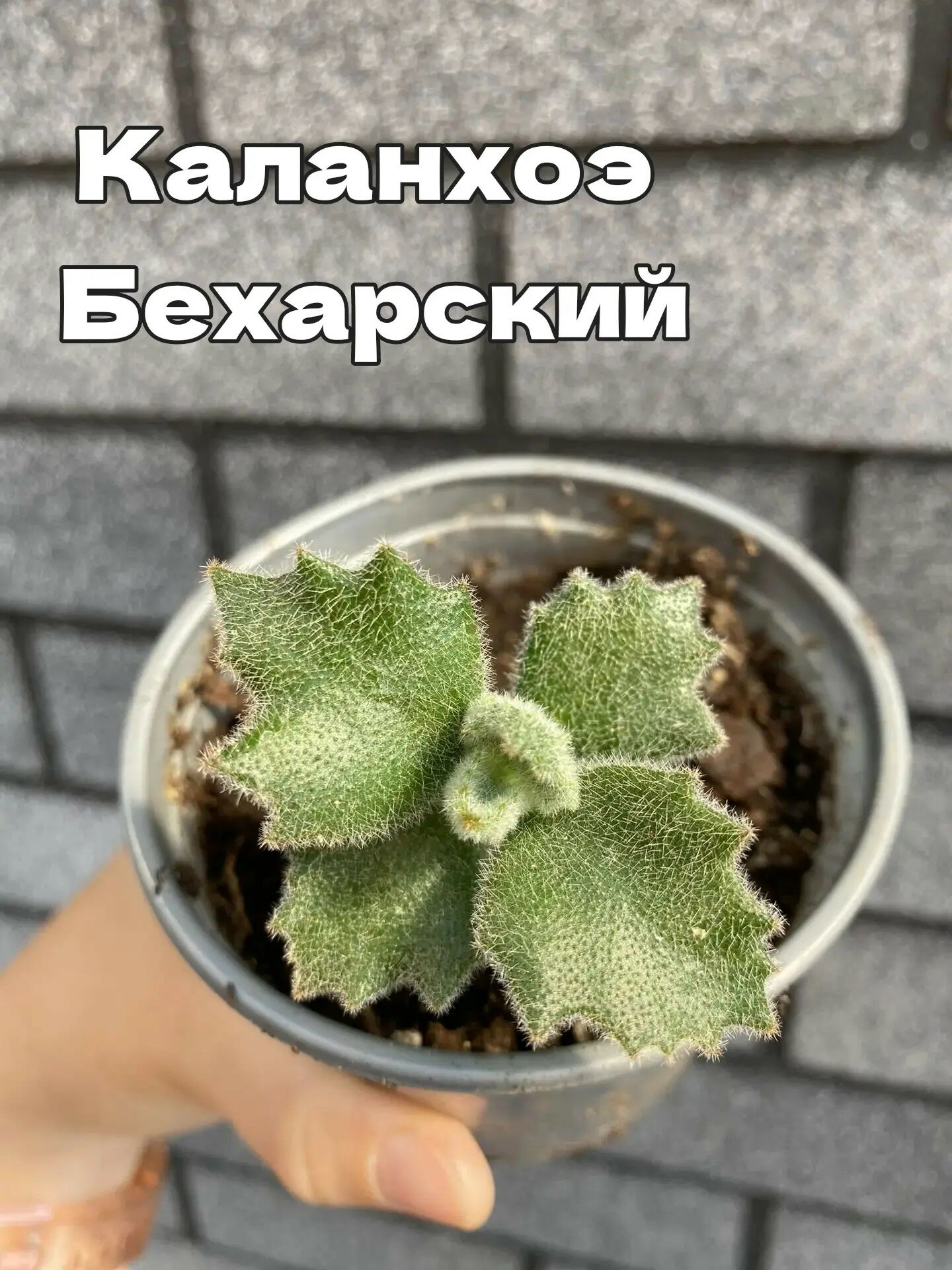 Каланхоэ Бехарский