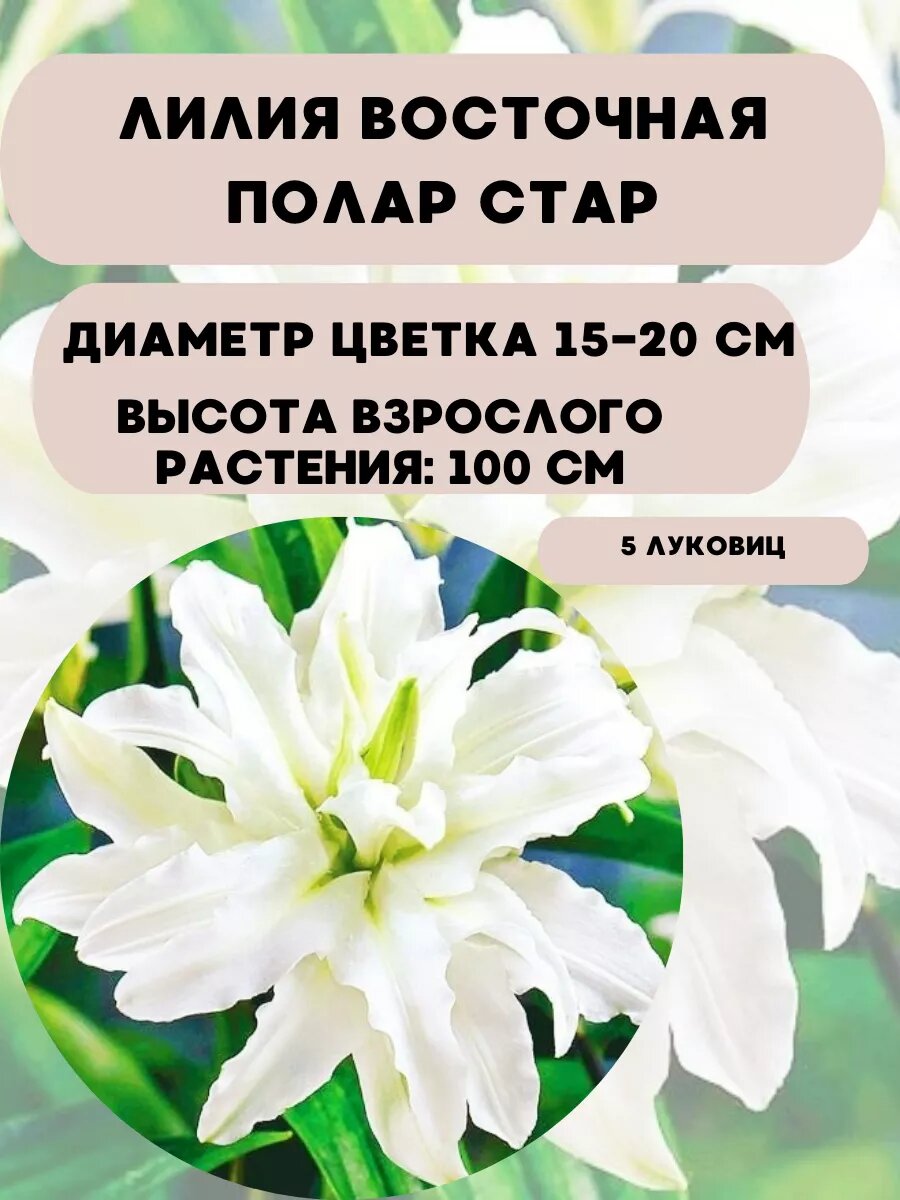 Лилия азиатская; Лилия махровая; Лилия от-гибрид