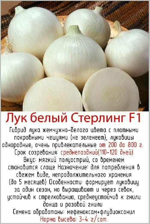 Лук белый Стерлинг F1, семена 4 грамма, фасовка (1000 сем)