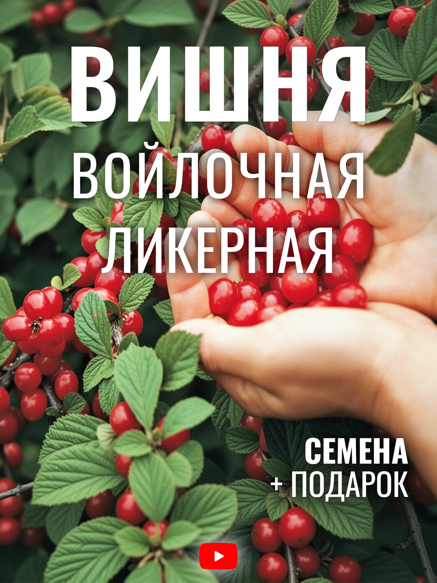 Вишня Войлочная Ликерная, Семена, 5 шт, семена ягод и фруктов