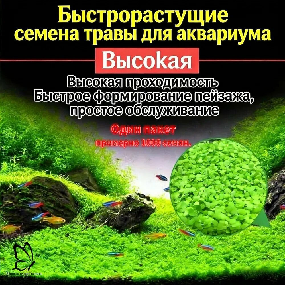 Семена растений для аквариума. Глоссостигма аквариумное растение живое.