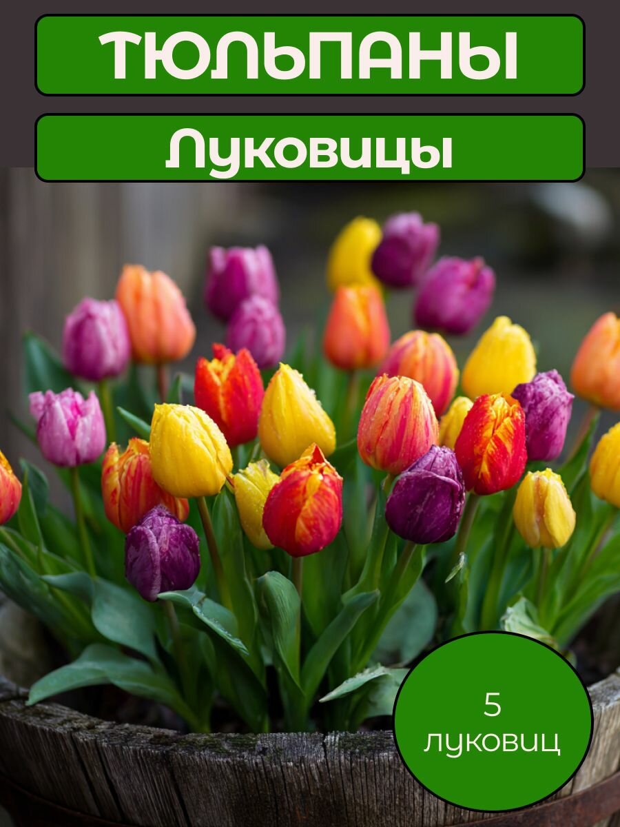 Тюльпаны