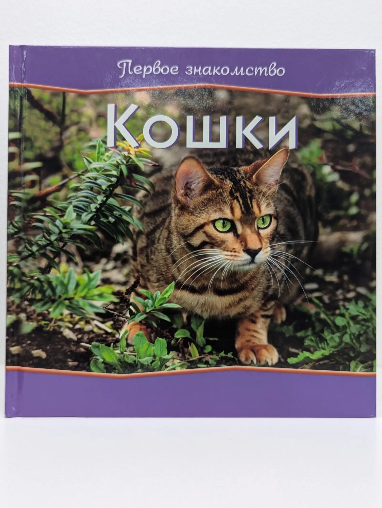 Первое знакомство. Кошки Уилздон Кристина 2008