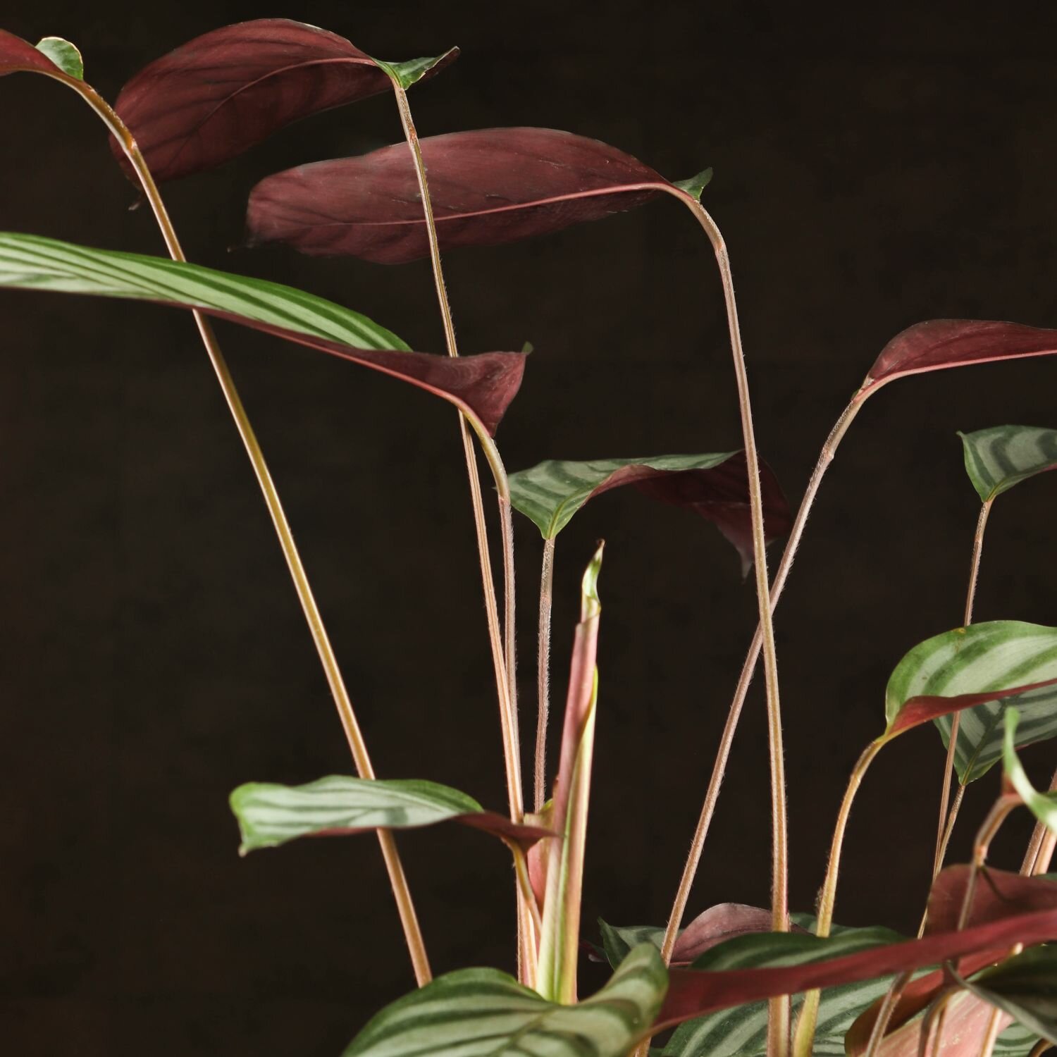 Калатея Зербина 70/17 — фото 1