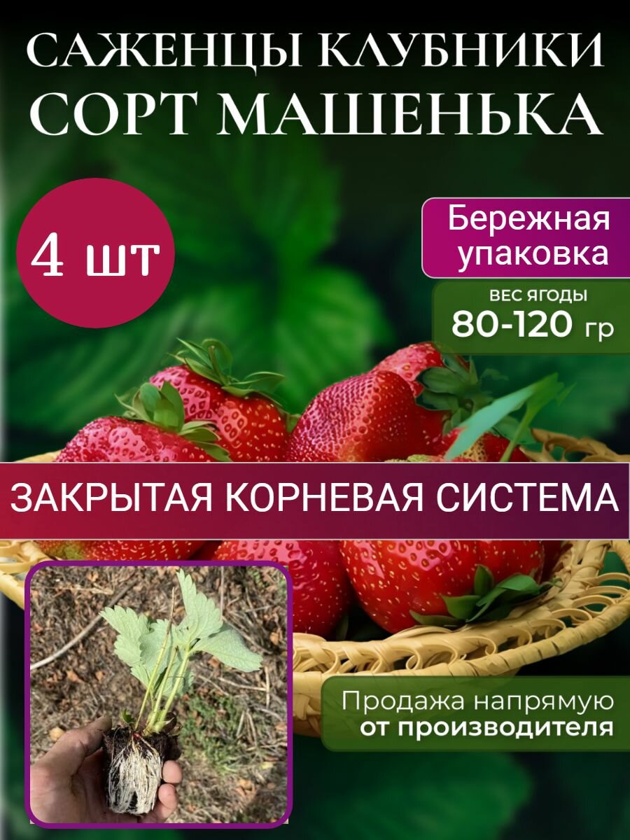 Саженцы клубники с закрытой корневой системой 4 шт для посадки в горшках ягодные садовая