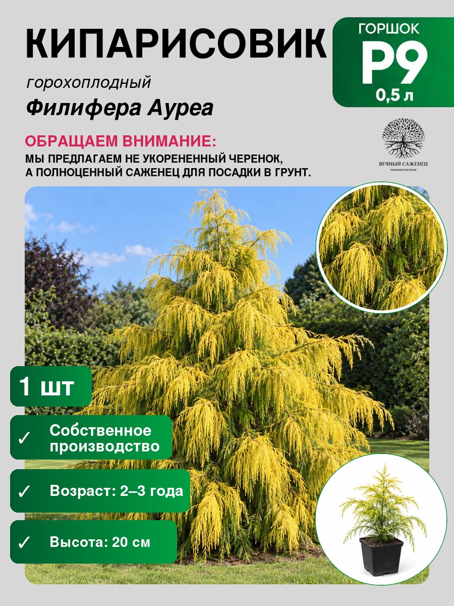 Кипарисовик горохоплодный Филифера Ауреа, саженец для сада и дачи, декоративное растение для посадки