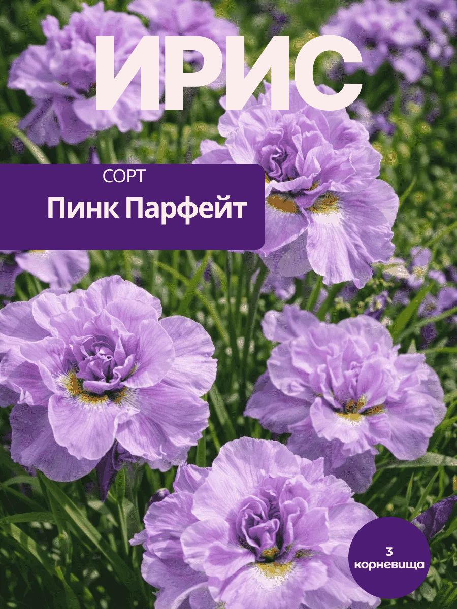 Ирис Пинк Парфейт, корневище 3 шт