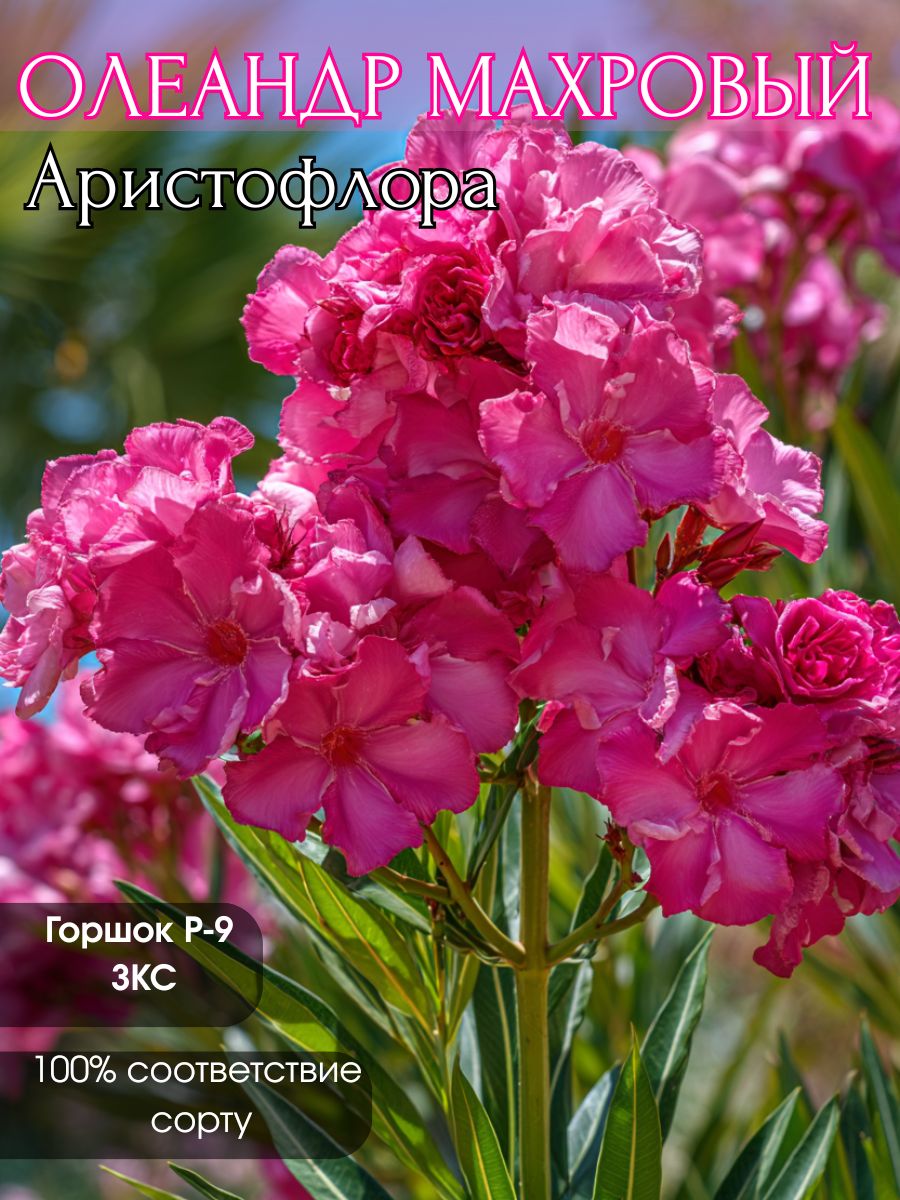 Олеандр Аристофлора