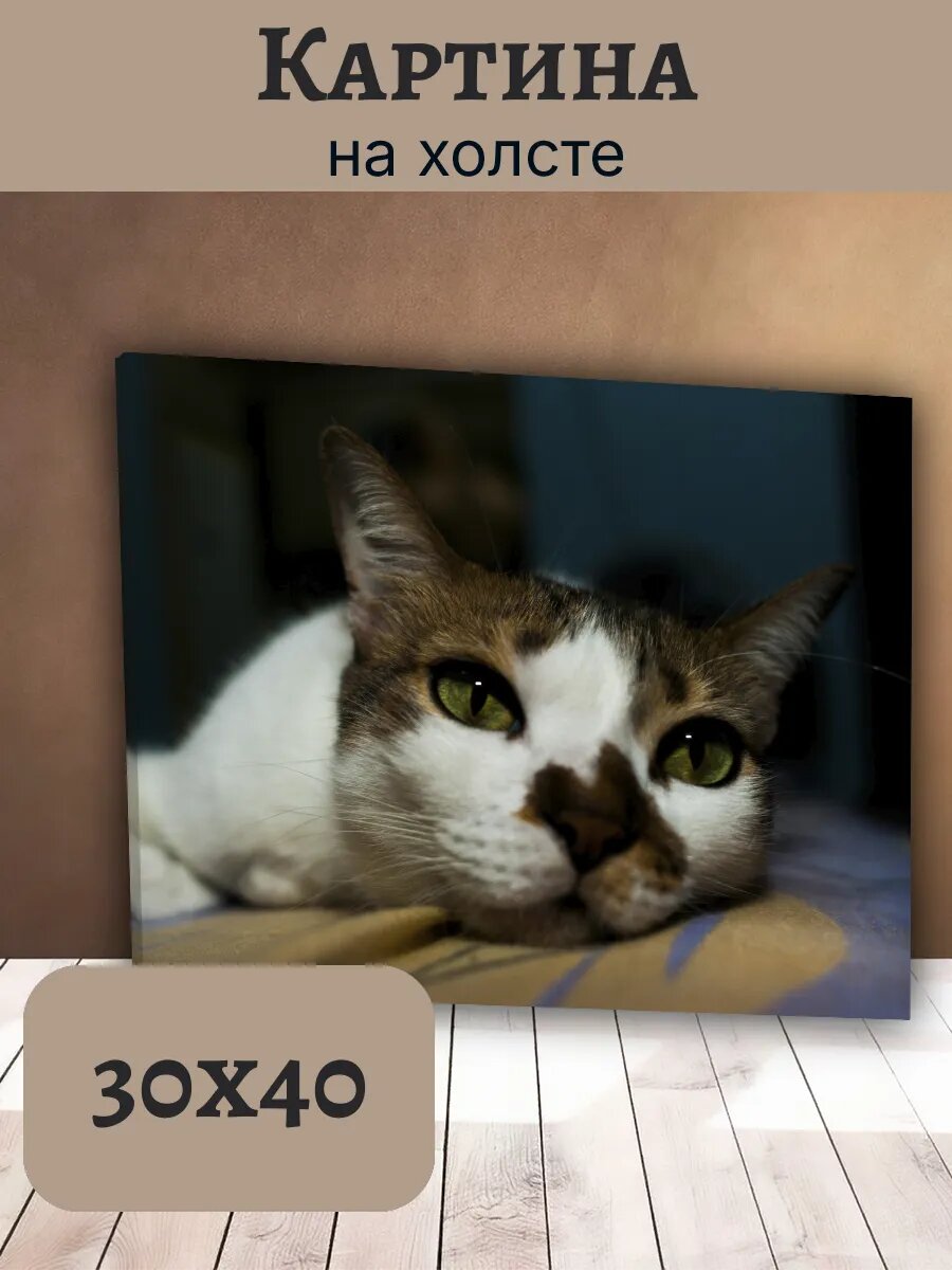 Картина Постер Кот Кошка Cat 30x40 крупный План Морды