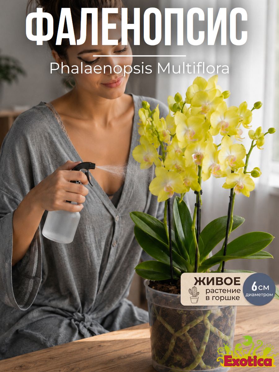 Орхидея Фаленопсис Лимонная (Phalaenopsis Multiflora) D6см, растение в горшке