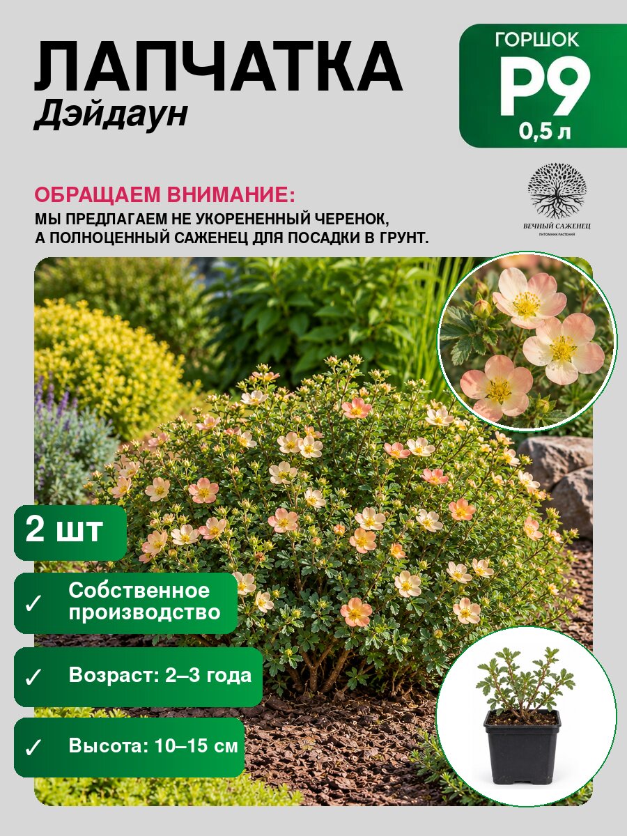 Лапчатка кустарниковая Дейдаун, 2 саженца для сада и дачи, декоративные растения для посадки