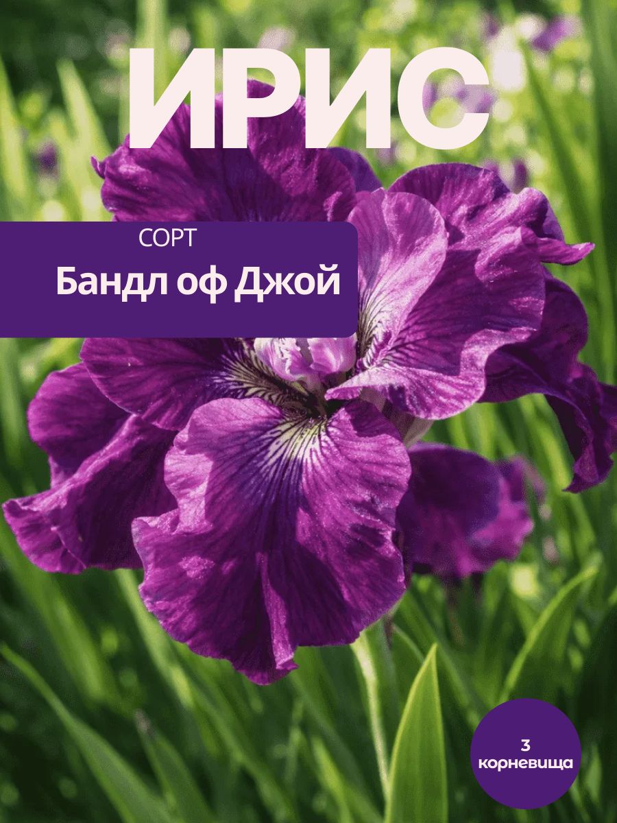 Ирис Бандл оф Джой, корневище 3 шт