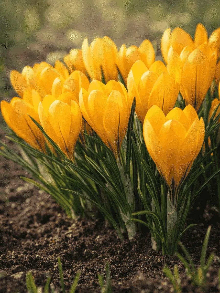 Крокус Ботанический Golden Yellow (5 шт.)