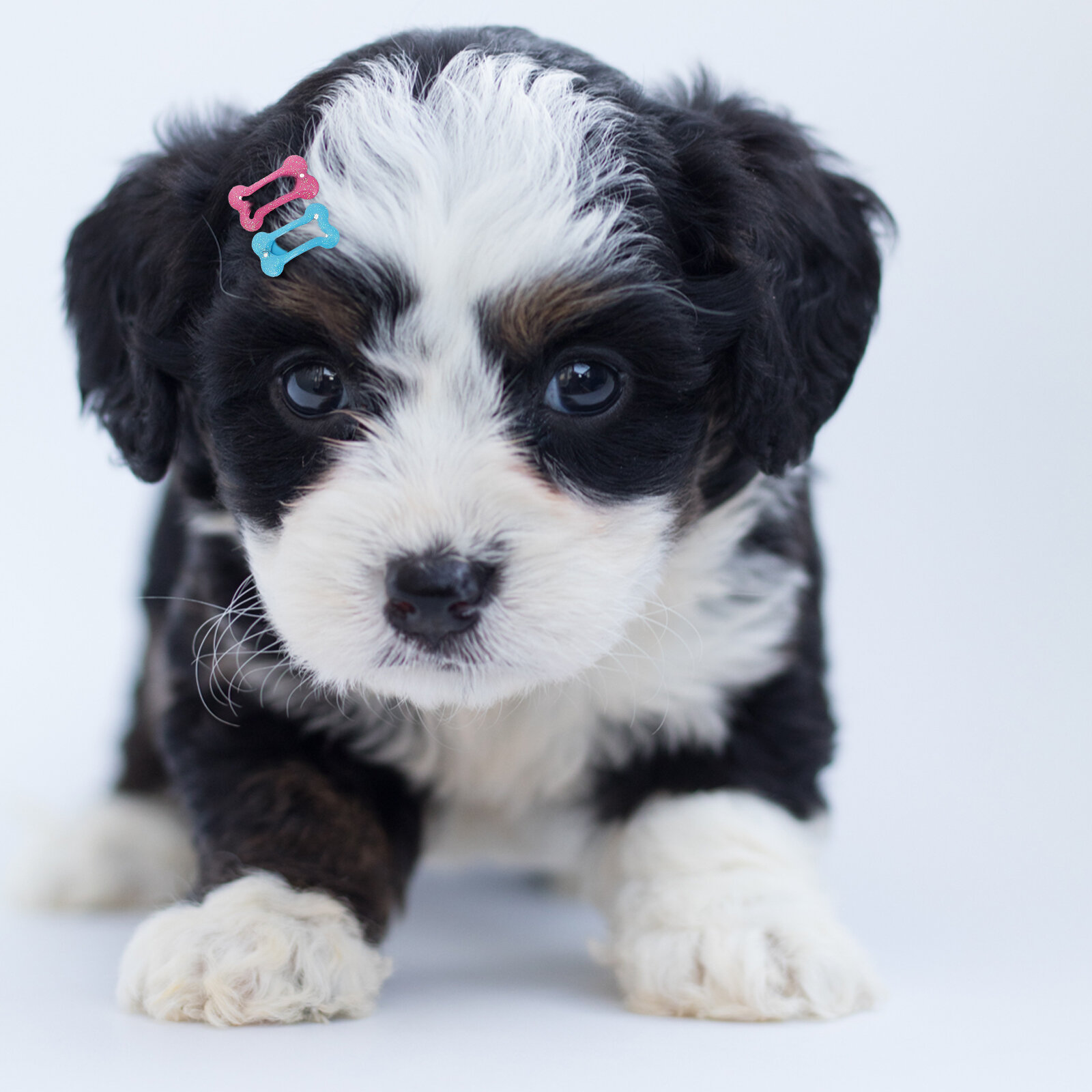 15 Штук Клипсы Для Волос В Форме Косточки Для Собак И Кошек Украшение Для Домашних Животных 2.50X1.50X0.10Cm