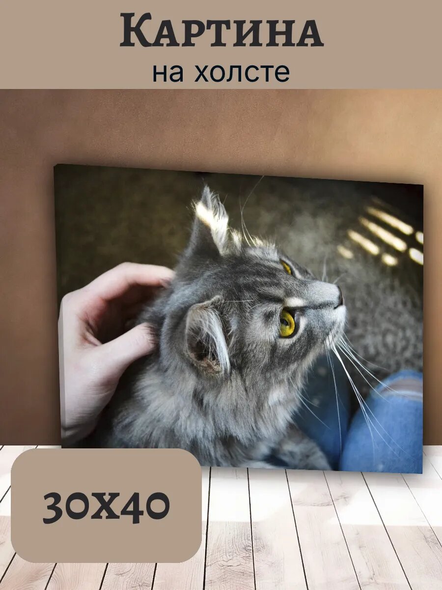 Картина Кот Кошка Cat 30x40 с лаской и солнцем