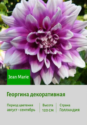 Георгина декоративная Жан Мари (Jean Marie) 1 шт. Сотка