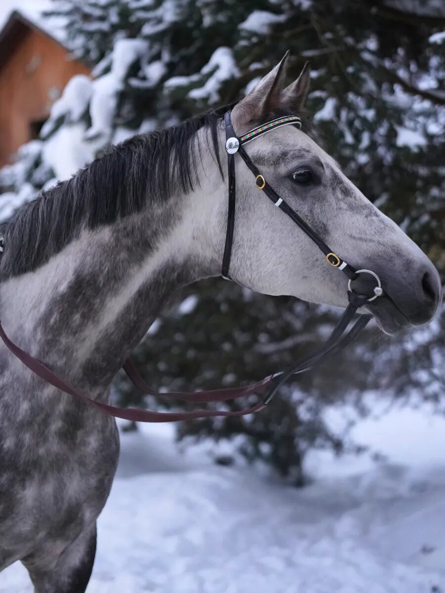 Sweethorse / Оголовье + широкий повод, экокожа, черный , Full
