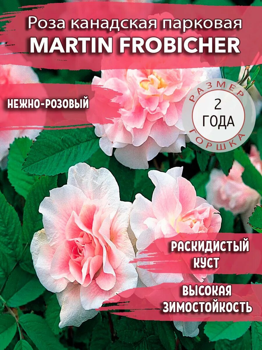 Роза канадская парковая Martin Frobisher
