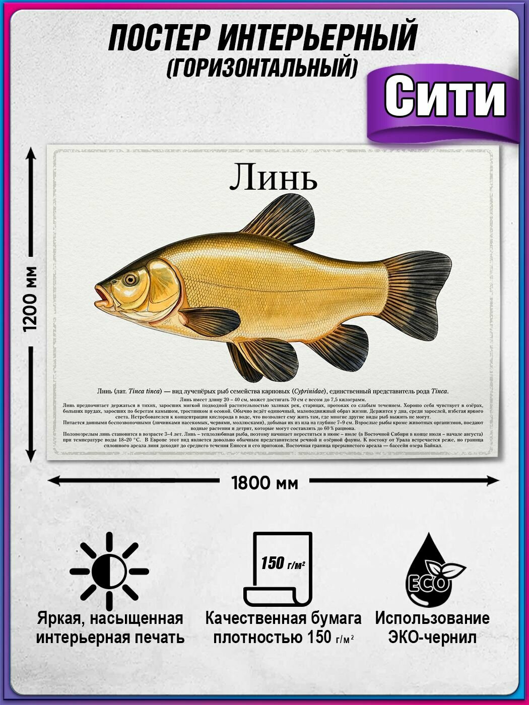 Постер интерьерный "Линь", плакат, подарок на День рыбака / Сити-формат (180x120 см.)