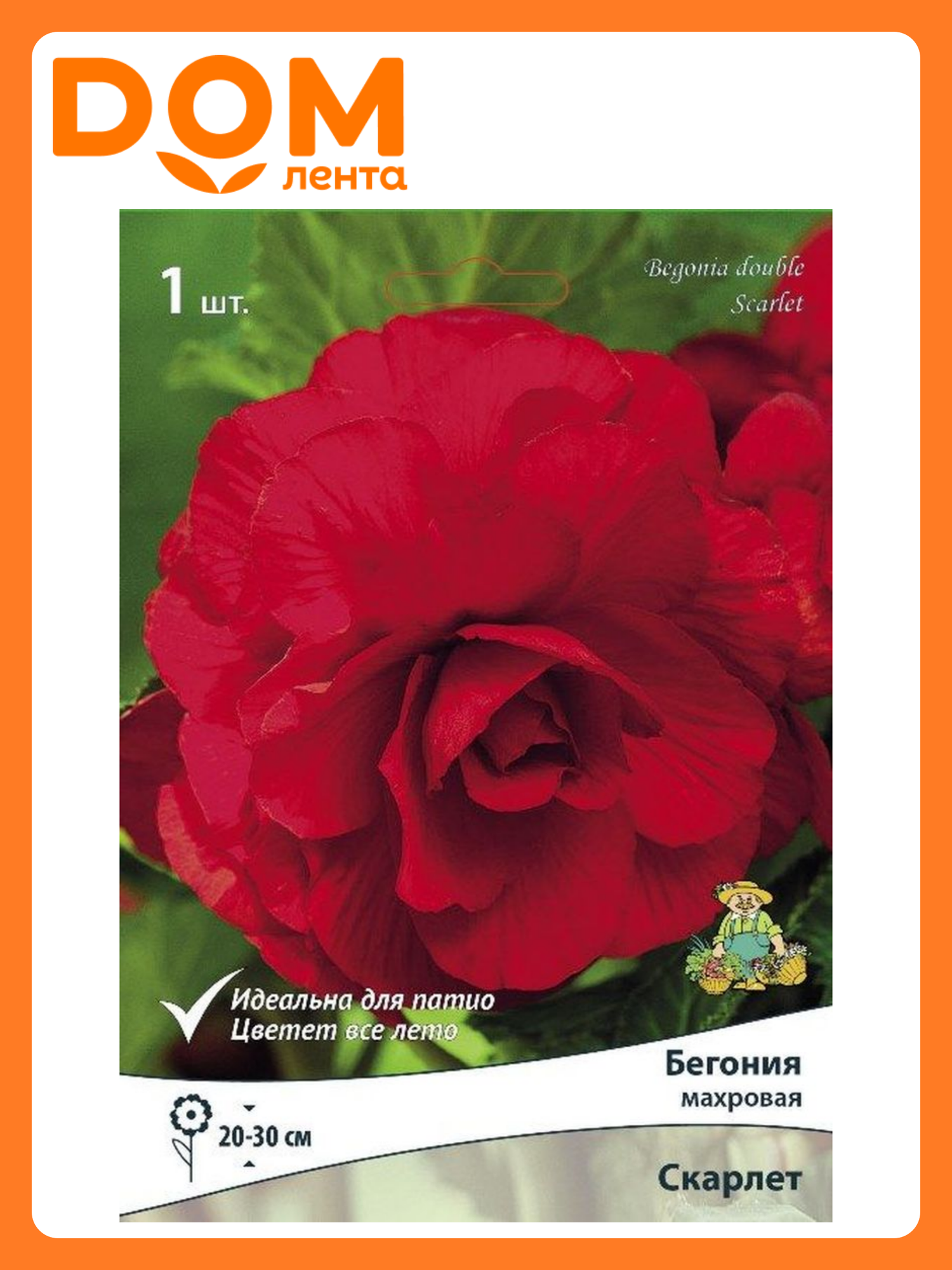 Луковица бегонии скарлет