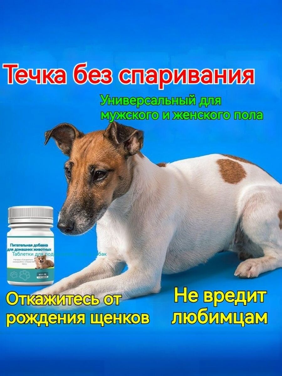 Течка у собак и регулирование поведения