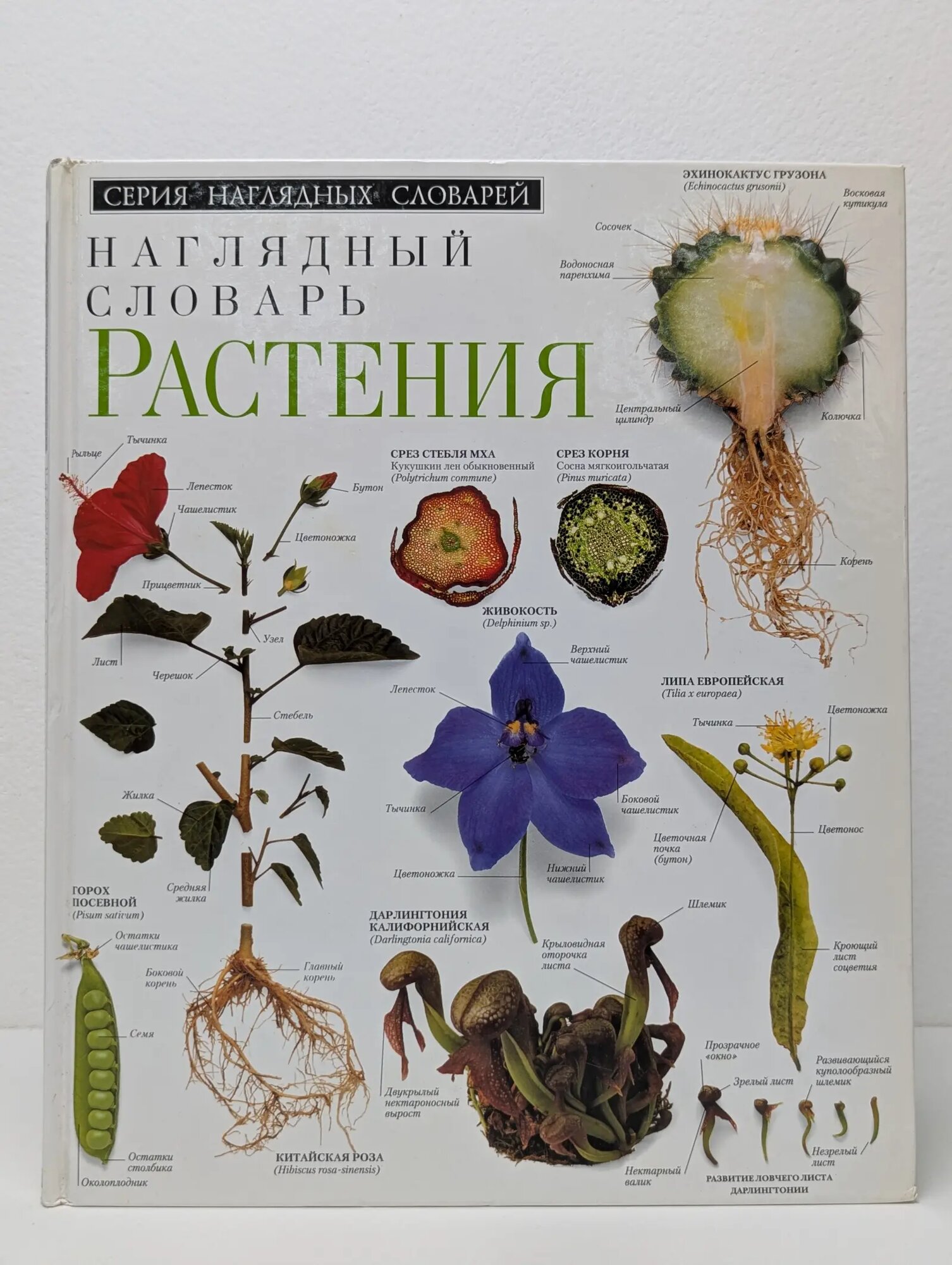Наглядный словарь. Растения Сборник 2000