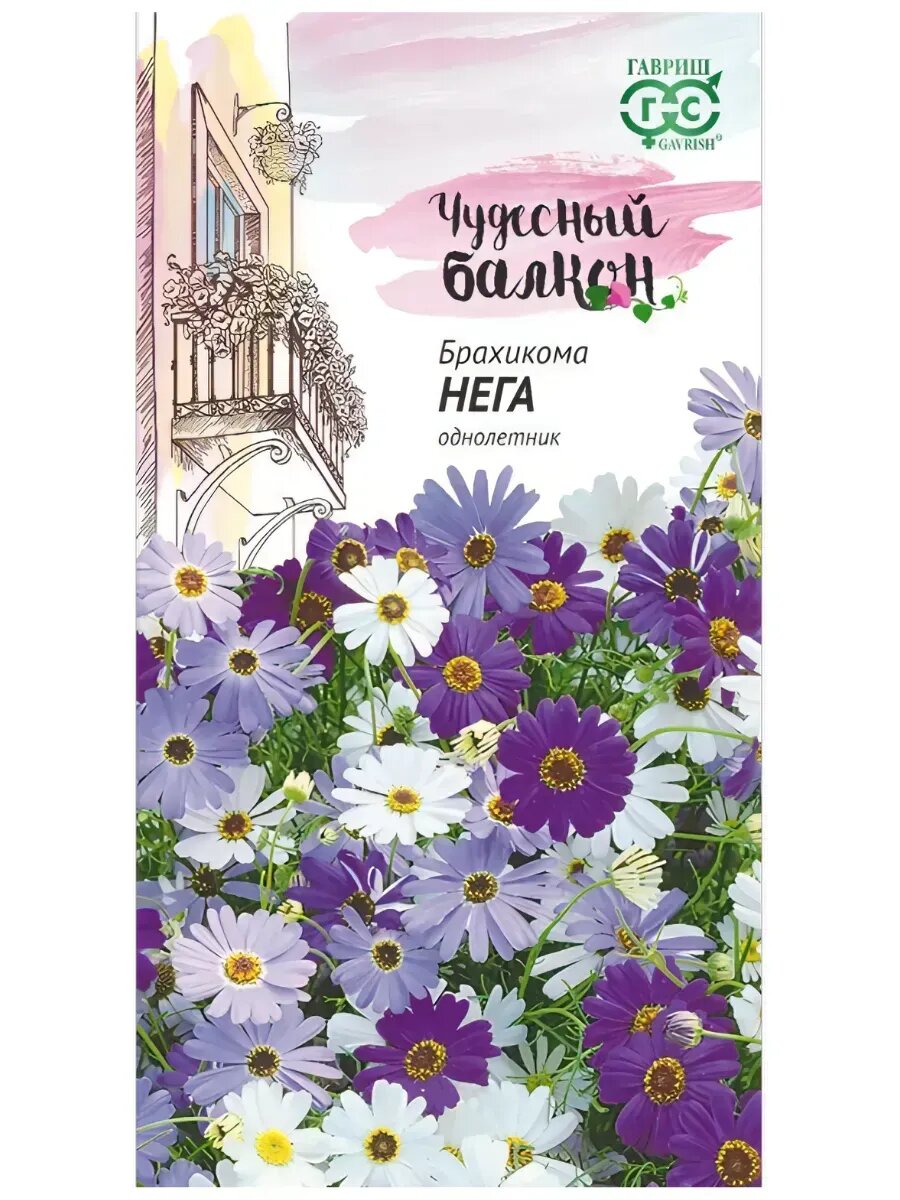 Семена цветов Брахикома Нега