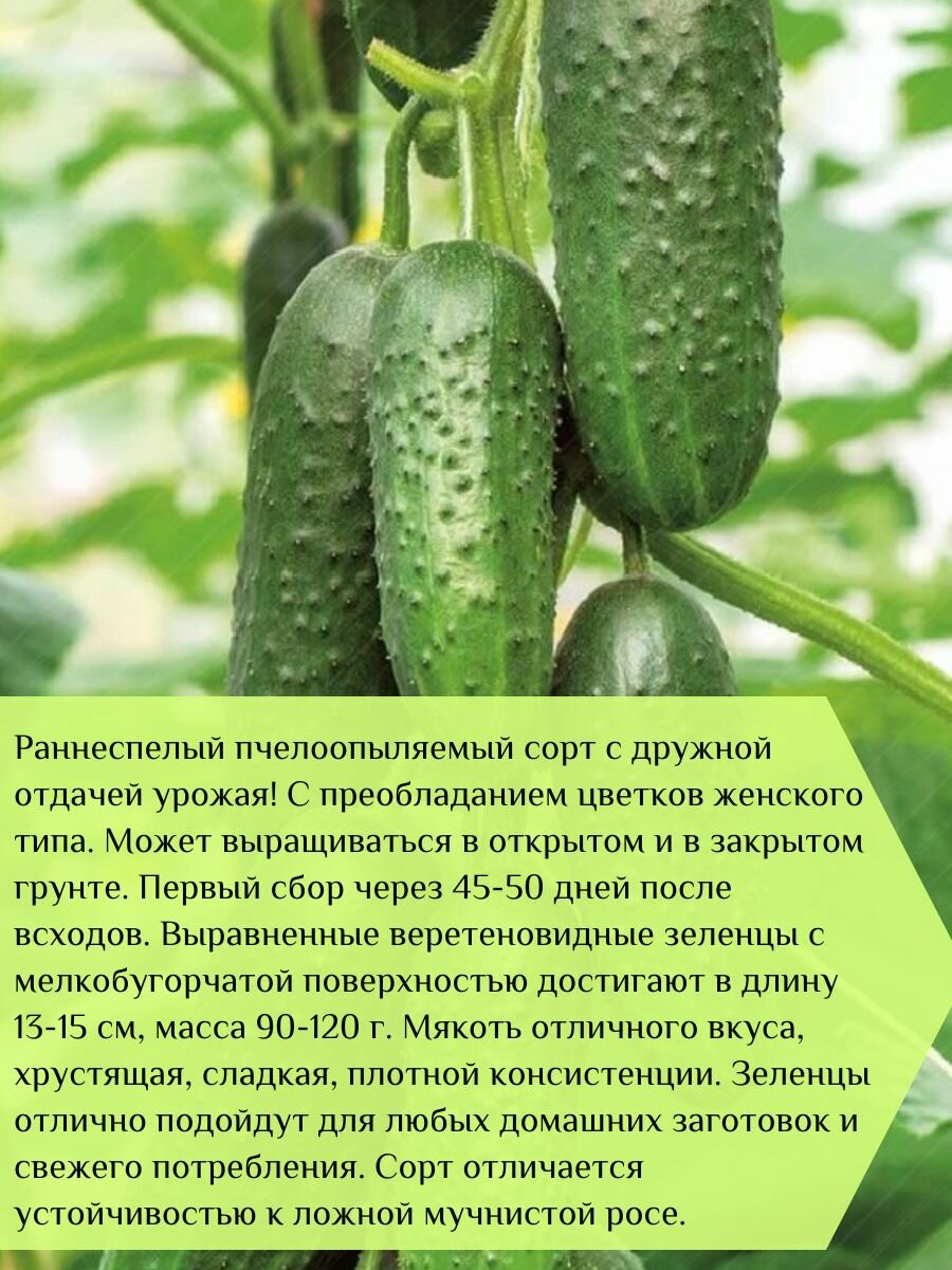 Семена Огурец Каскад 2гр — фото 1