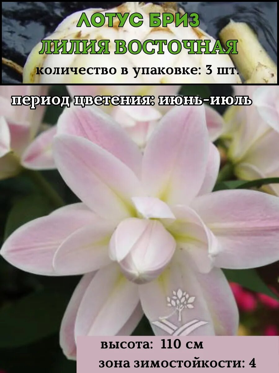Лилия восточная, луковицы 3 штуки