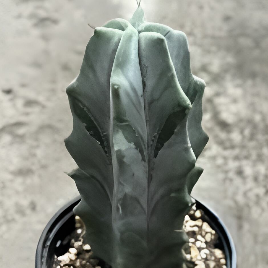 Кактус Лемэроцереус Классический (Cactus Lemaireocereus Straight) D5см, живое растение