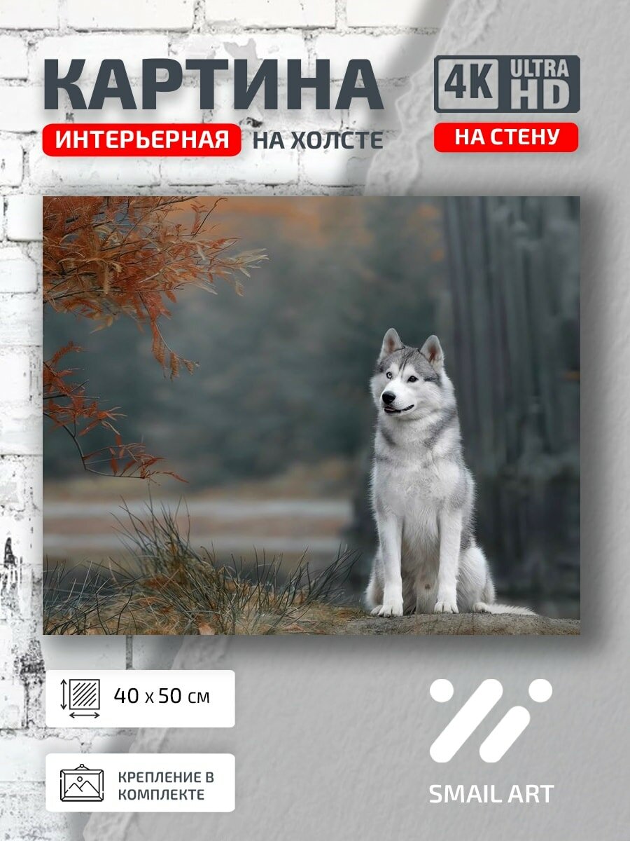 Картина на холсте интерьерная 40 на 50 на стену Животные Хаски для студии атмосфера