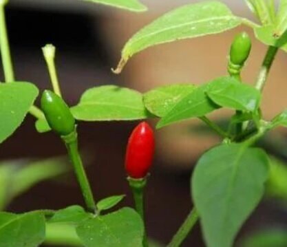 Семена Орешка Острый перец Mini Mini from Brazil 5 ШТ