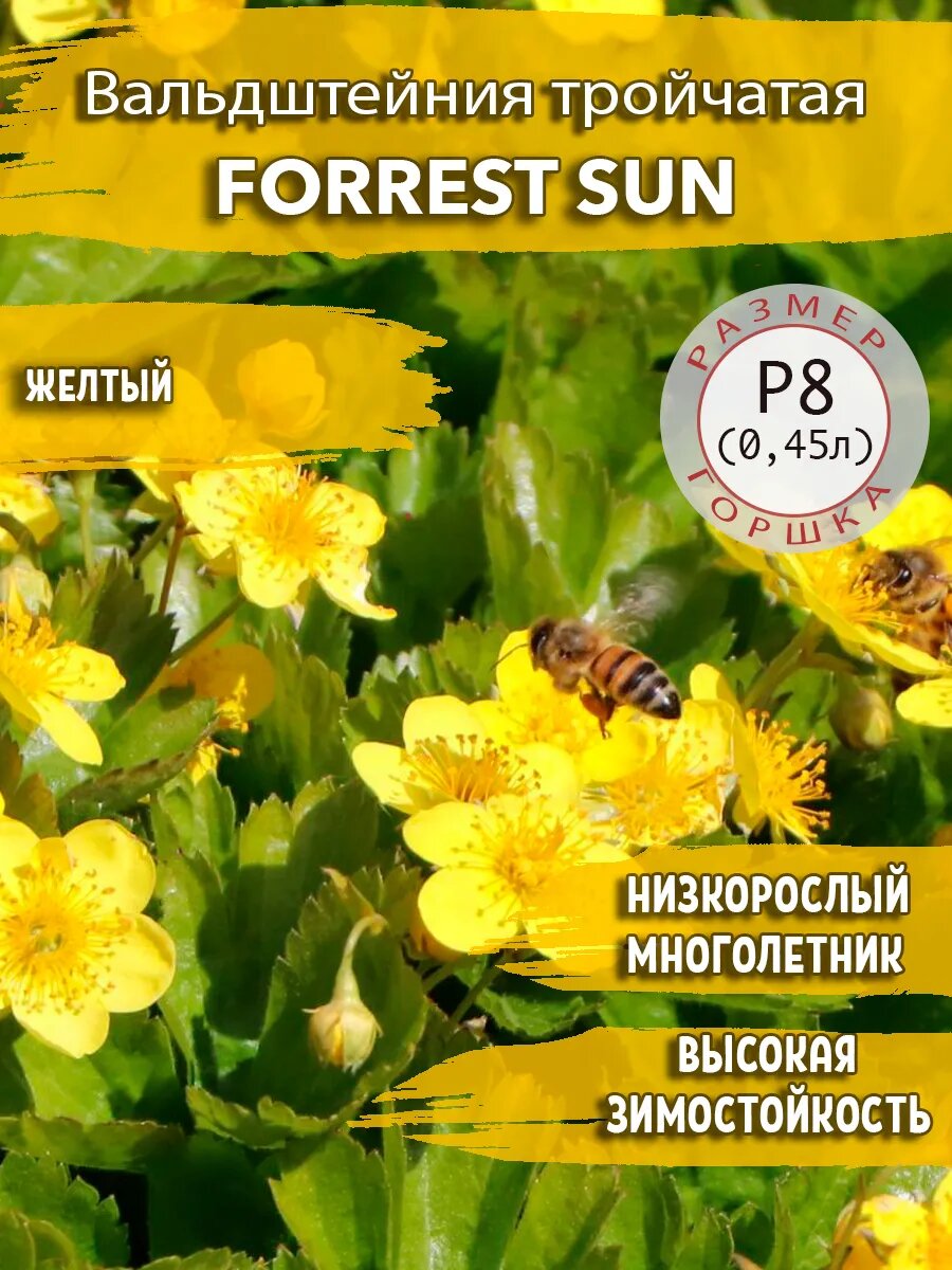 Вальдштейния Садовые Растения "Forrest Sun", многолетняя, посадка на солнце, грунт открытый