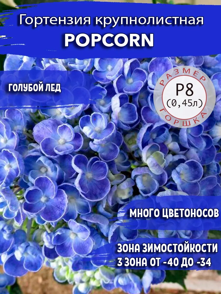 Гортензия крупнолистная "Popcorn", зимостойкая, голубой цвет, до 1 м в высоту