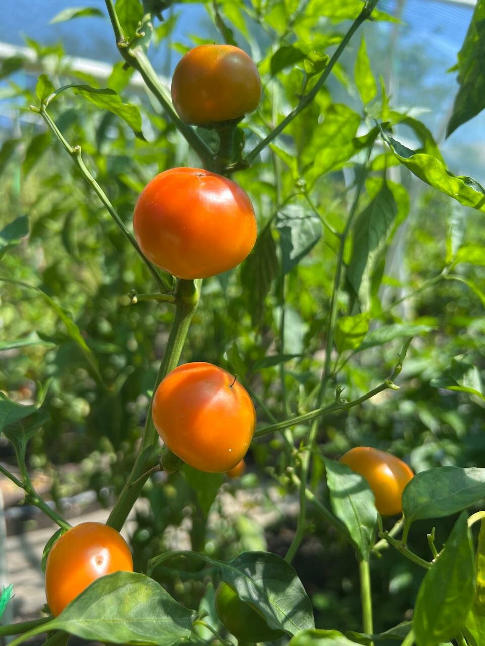 Семена Острый перец Tangerines (Мандарин, тангеринес), 10 семян