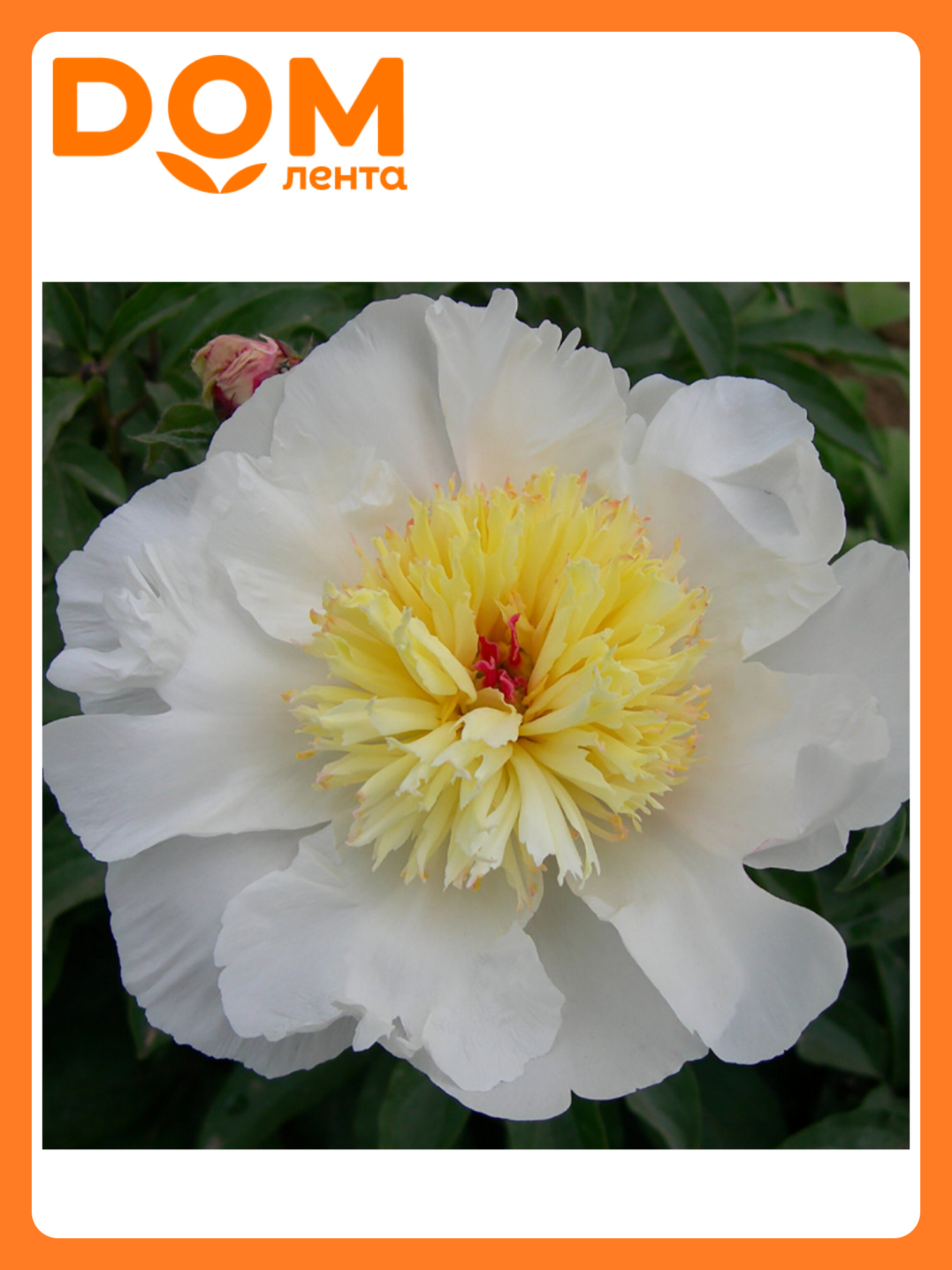 Саженец пиона "Золотой Амулет" 7Цветов, многолетнее, лиственное