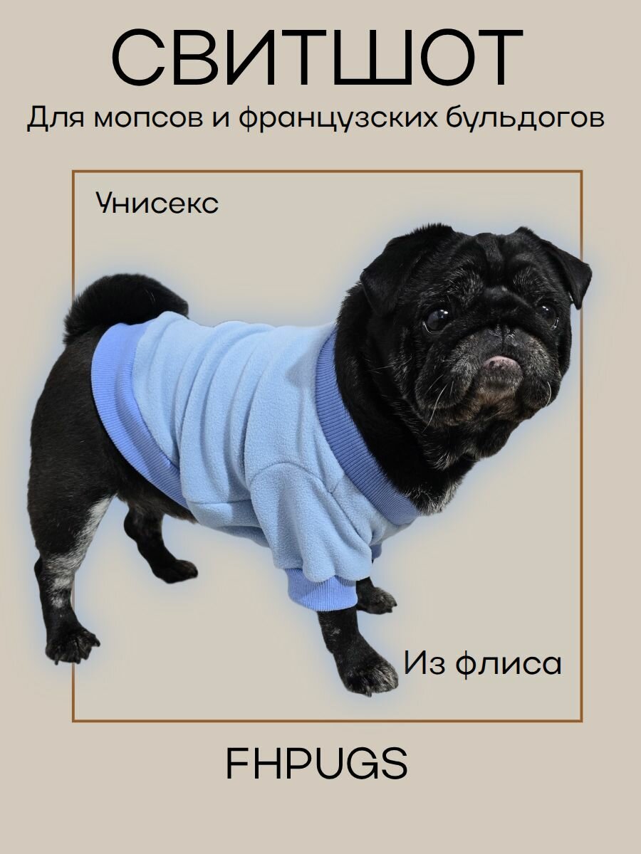 Свитшот-толстовка для собак, размер M, для мопсов и французских бульдогов, голубой, без капюшона